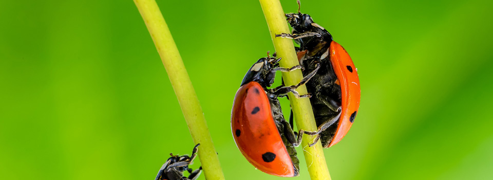 Aiwa Pest Control Dubai & Water Tank Cleaning Services | Water Tank ...