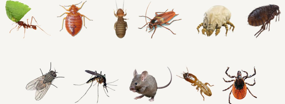 Aiwa Pest Control Dubai & Water Tank Cleaning Services | Water Tank ...